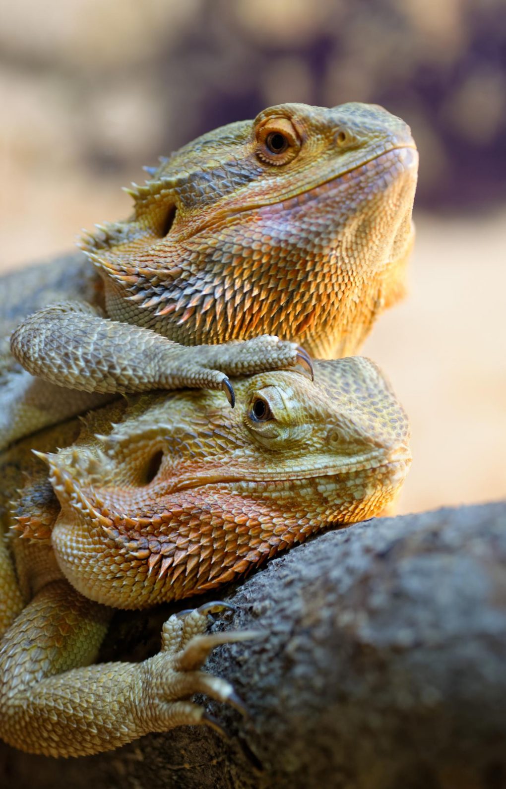 Pogona vitticeps (Agame barbu) – Tous les animaux