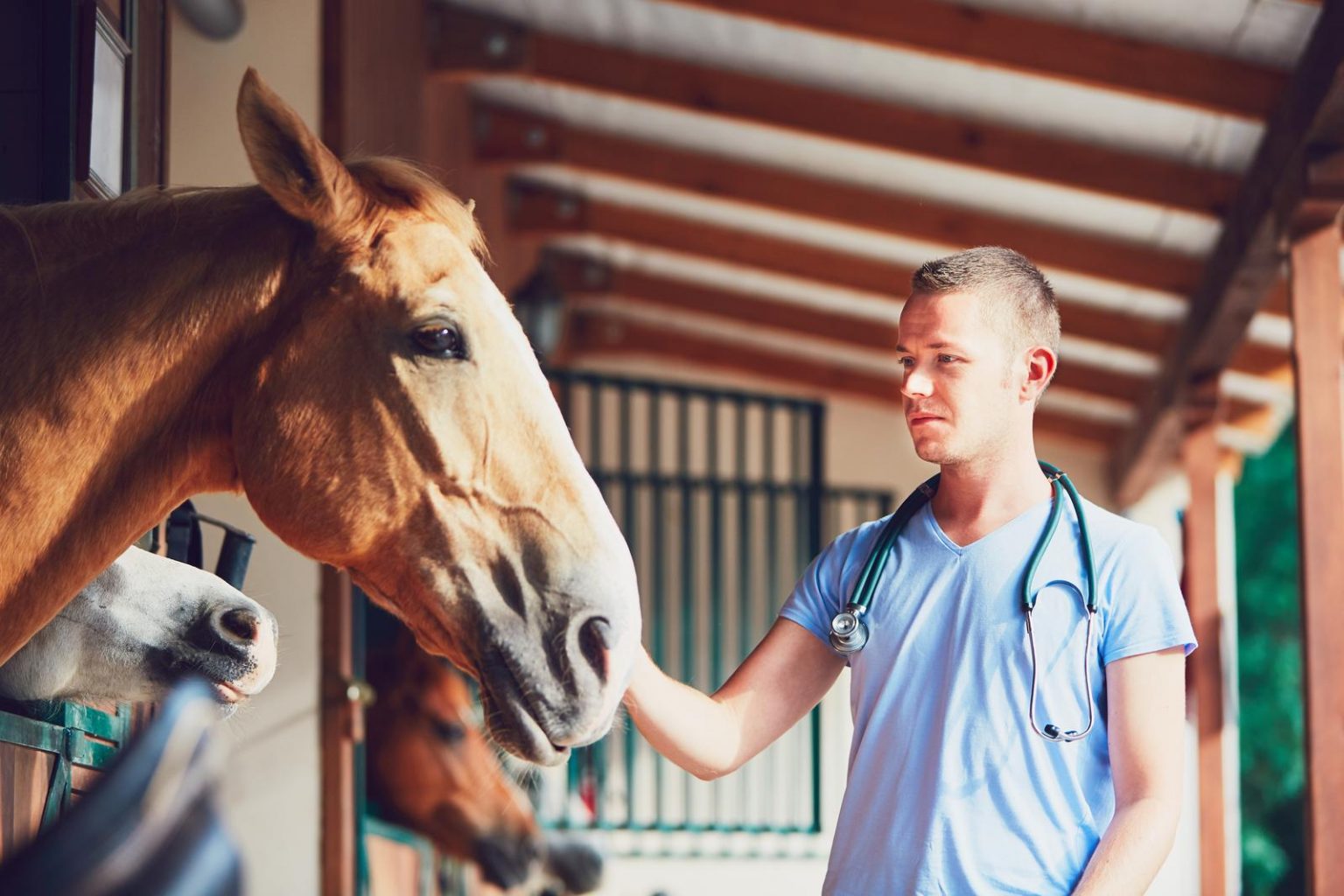 Les principales qualités pour devenir un bon vétérinaire – Tous les animaux