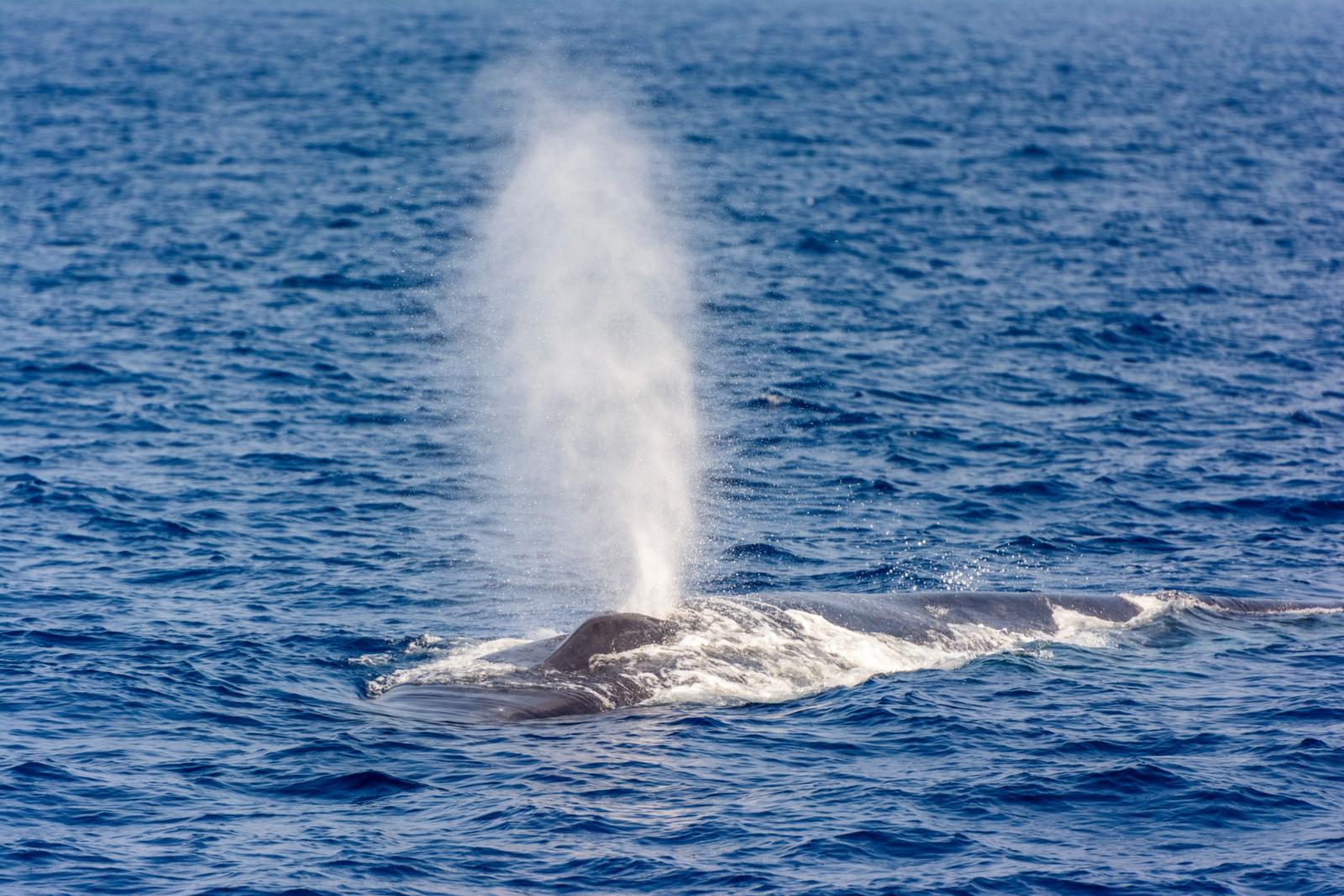 Baleine bleue (Balaenoptera musculus) – Tous les animaux