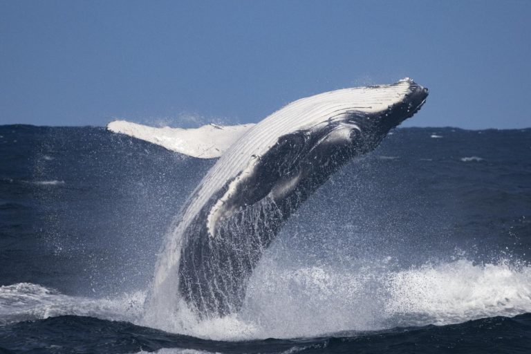 Baleine bleue (Balaenoptera musculus) – Tous les animaux